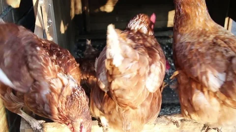 Tame free range chickens basking in the ... | Stock Video | Pond5