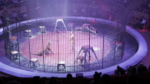 Txaming Stock Videos – Royalty-Free HD & 4K Videos