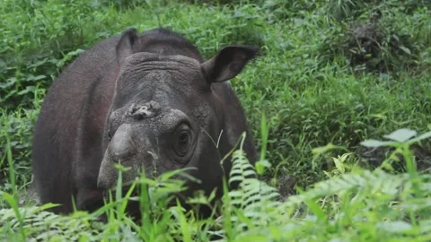 Tamtam the Sabah Rhino, Borneo Malaysia | Stock Video | Pond5
