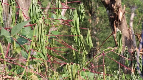 Tapioca Plant Stock Footage ~ Royalty Free Stock Videos | Pond5