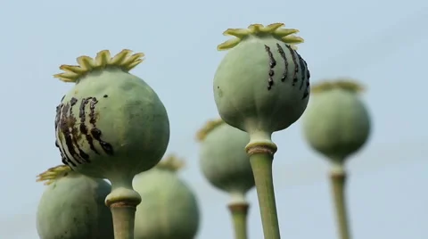 Gum Drops Stock Footage ~ Royalty Free Stock Videos | Pond5