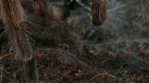 Tarantula feet and webbing on the ground | Stock Video | Pond5
