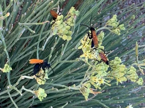 Hawk Desert Stock Videos – Royalty-Free HD & 4K Videos