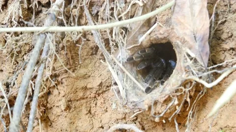 tarantula in nest 4k wild free jungle th... | Stock Video | Pond5