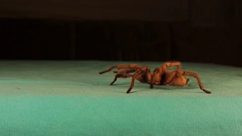 Tarantula, side view. Spider walks isola... | Stock Video | Pond5
