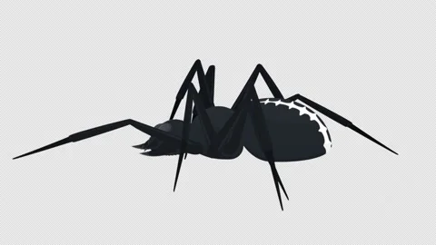 Tarantula spider. Animation of an insect... | Stock Video | Pond5