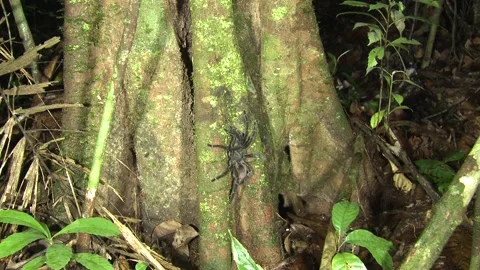 Tarantula Spider Stock Footage ~ Royalty Free Stock Videos | Pond5