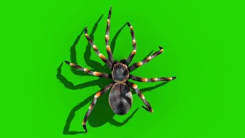Tarantula Spider Walkcycle Green Screen ... | Stock Video | Pond5