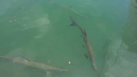 Tarpon sport fish in the Florida Keys | Stock Video | Pond5