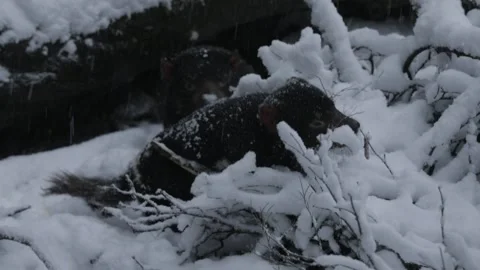 Devil In Winter Stock Videos – Royalty-Free HD & 4K Videos | Pond5