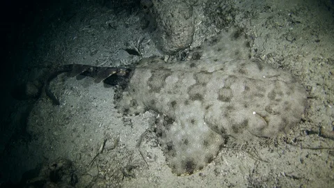 Wobbegong Shark Stock Video Footage | Royalty Free Wobbegong Shark ...