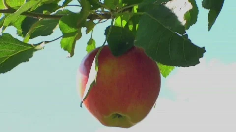 tasty apple is falling down from the app... | Stock Video | Pond5