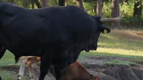 Proceed To Stock Videos – Royalty-Free HD & 4K Videos | Pond5