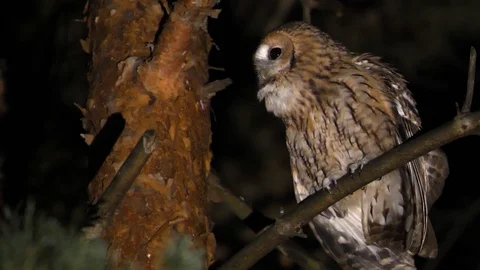 Tawny Owl Sound Stock Footage ~ Royalty Free Stock Videos | Pond5