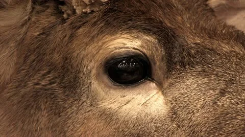 Owl Taxidermy Stock Videos – Royalty-Free HD & 4K Videos | Pond5