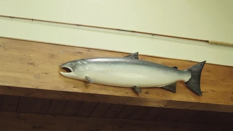 Bull Head Decoration Stock Videos – Royalty-Free HD & 4K Videos