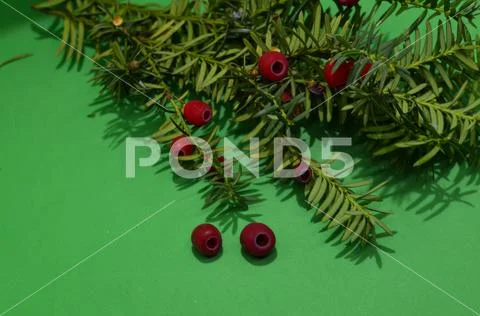 Taxus baccata (yew tree)/Yew tree with red fruits. Taxus baccata Stock ...