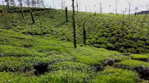 Tea crop Plantation in the Coorg Western... | Stock Video | Pond5