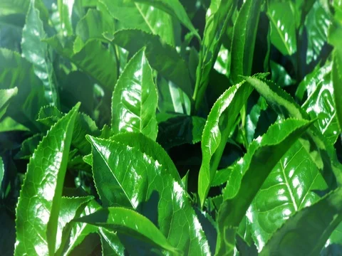 Tea leaves cultivation close up backgrou... | Stock Video | Pond5
