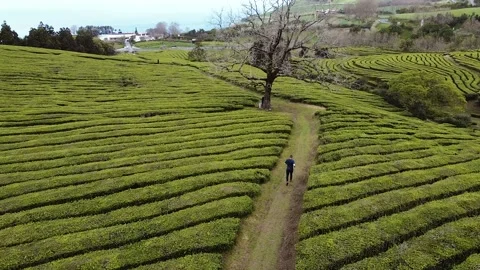 Tea plantation drone aerial view in Sao ... | Stock Video | Pond5