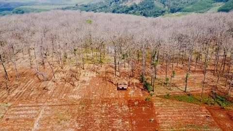 Teak forests dry out and wither during t... | Stock Video | Pond5