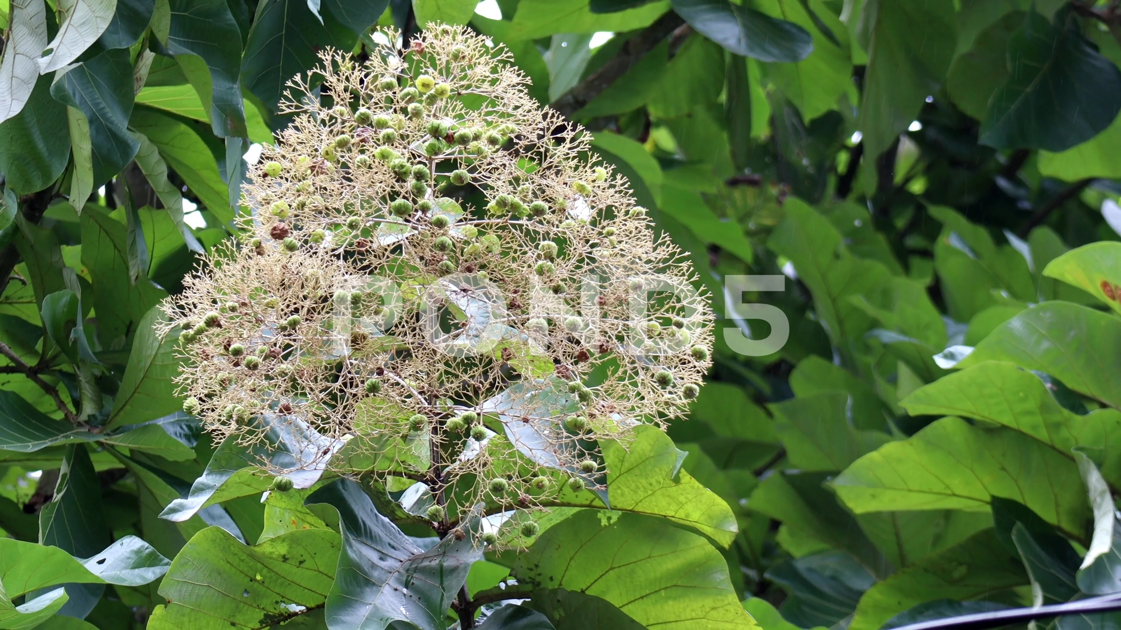 Teak Tree Flower