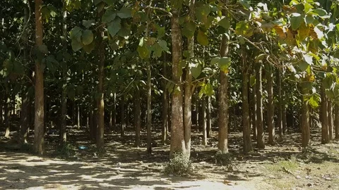 Teak tree plantation, teak trees grow in... | Stock Video | Pond5