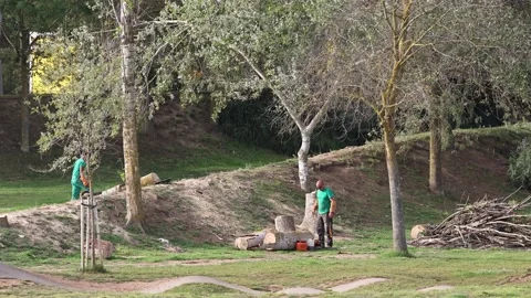 Team of men does the cutting of trees in... | Stock Video | Pond5