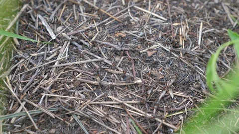 teamwork concept anthill in the forest. ... | Stock Video | Pond5