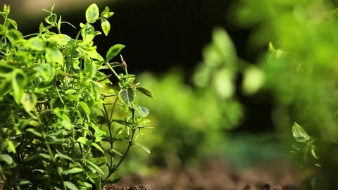 Teamwork spring planting in the garden. ... | Stock Video | Pond5