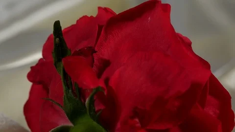 Tear drop falling on red Rose 4K | Stock Video | Pond5