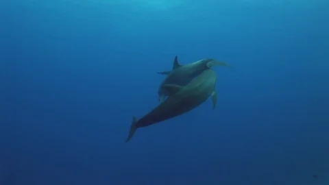 Teasing S Stock Videos – Royalty-Free HD & 4K Videos