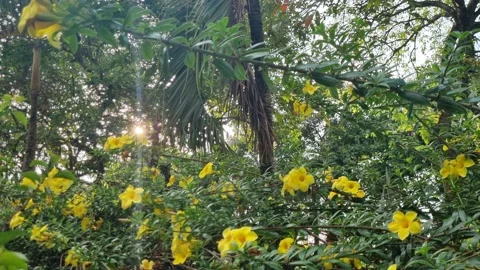 Tecoma, yellow flower, the trumpet vine ... | Stock Video | Pond5