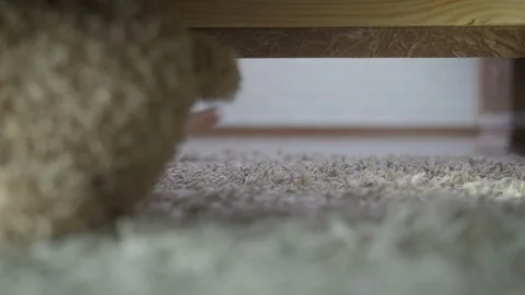 Teddy bear under bed. | Stock Video | Pond5