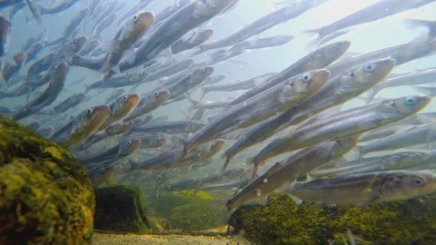 Teeming Fish Run Low Angle Eulachon Swar... | Stock Video | Pond5