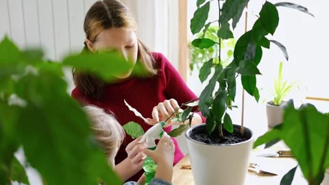 Teen Girl watering plants. Teenager fema... | Stock Video | Pond5