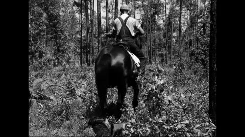 Teenage Logger Riding Horse Pulling Fall... | Stock Video | Pond5