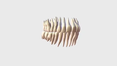 Teeth 3d animation on white background. ... | Stock Video | Pond5