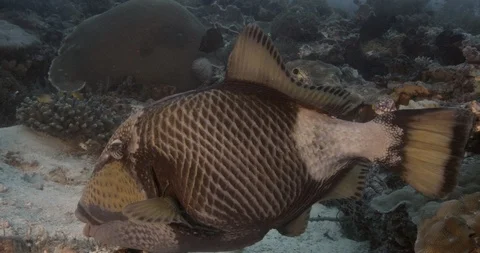 Teeth, eye, fin of Titan Triggerfish (Ba... | Stock Video | Pond5