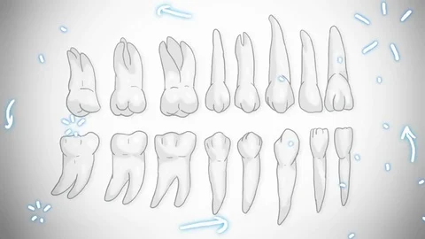 Teeth - hand-drawn - animation | Stock Video | Pond5