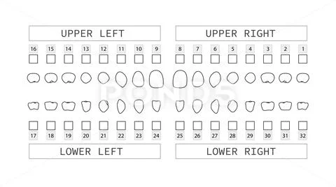 Teeth numbering chart for adult teeth. Dentist numbering system. Vector ...
