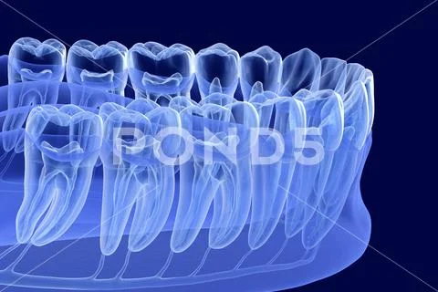 Teeth root anatomy, Xray view. Medically accurate dental 3D ...