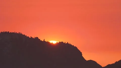 The Birds Last Stock Videos – Royalty-Free HD & 4K Videos | Pond5