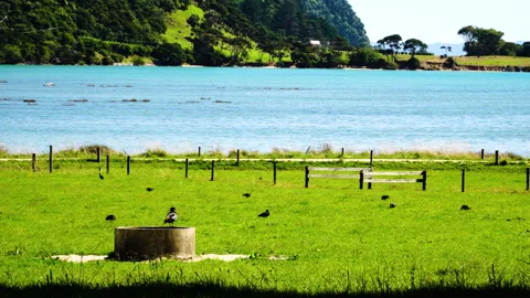 Telephoto Wainui bay, New Zealand with a... | Stock Video | Pond5