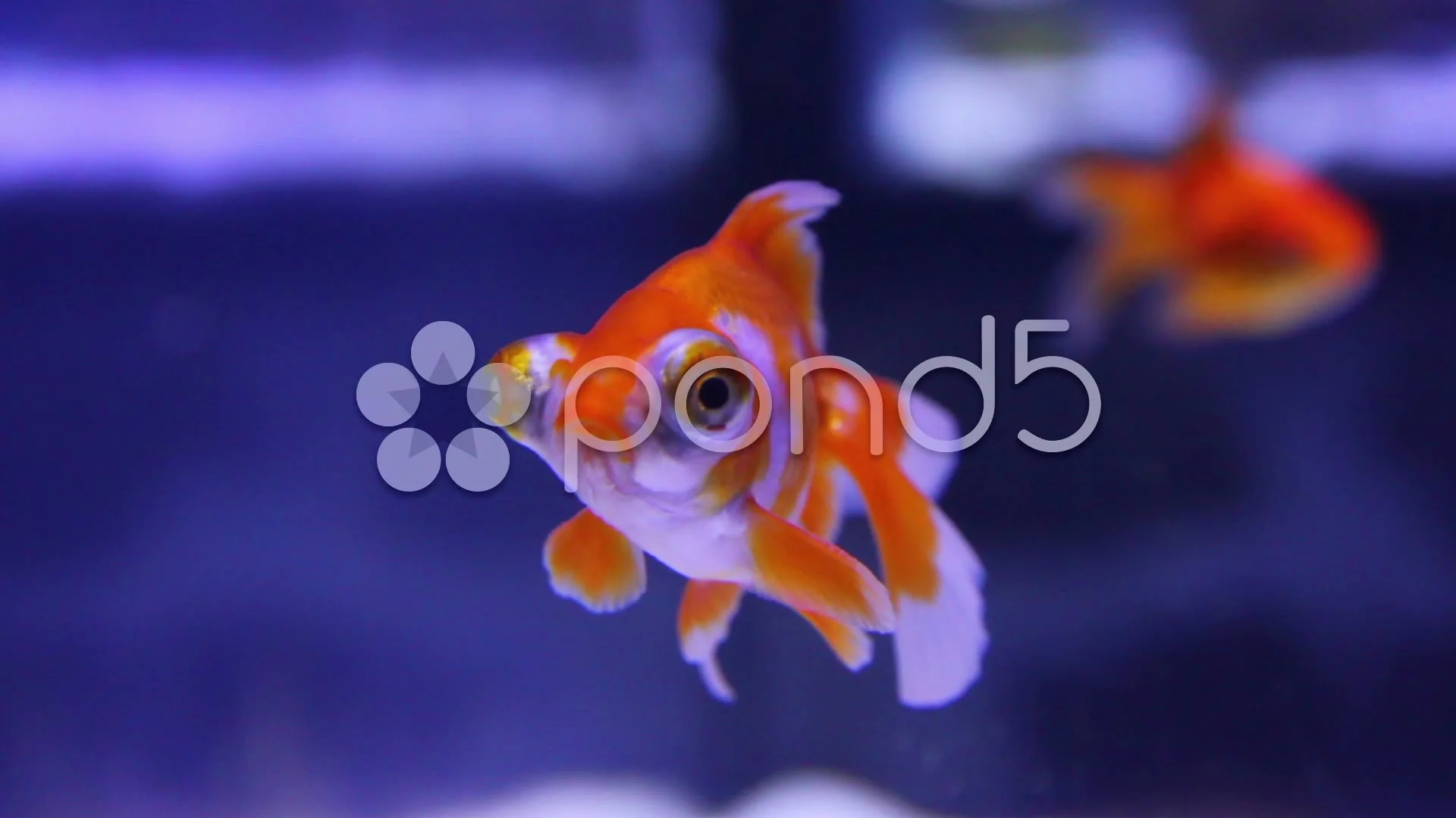 Telescope Goldfish