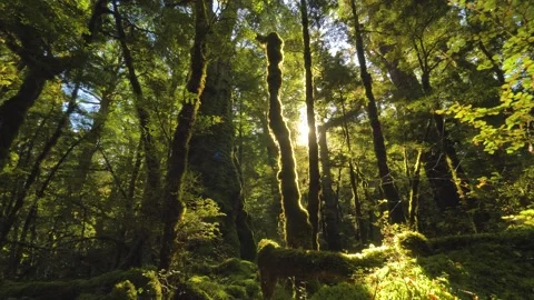 Temperate Rainforests Wilderness Environ... | Stock Video | Pond5