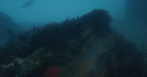 Temperate Water Reef With Small Fishes I... | Stock Video | Pond5