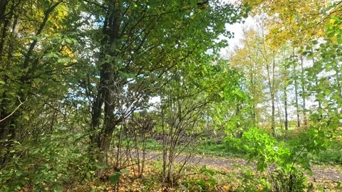 Temperate zones with young deciduous tre... | Stock Video | Pond5