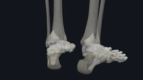 Tendon Structure Stock Videos – Royalty-Free HD & 4K Videos