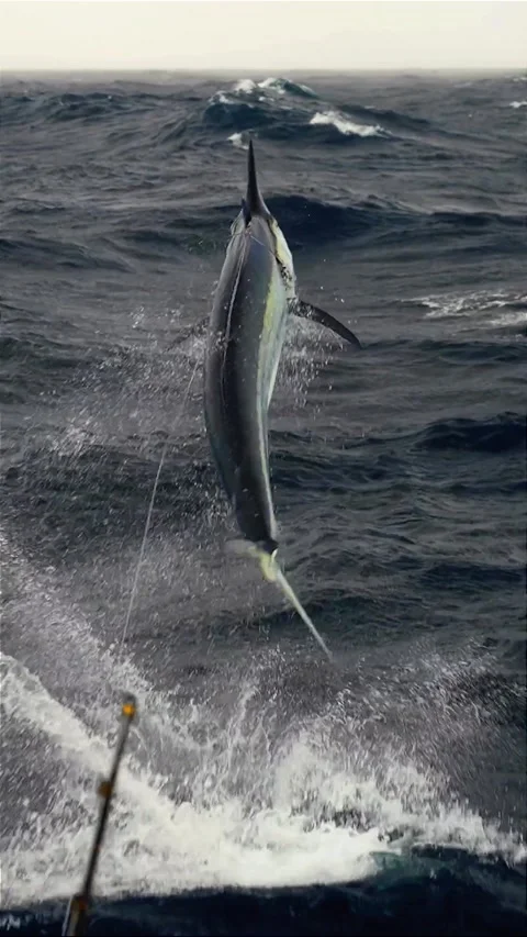 Marlin Stock Video Footage | Royalty Free Marlin Videos | Pond5